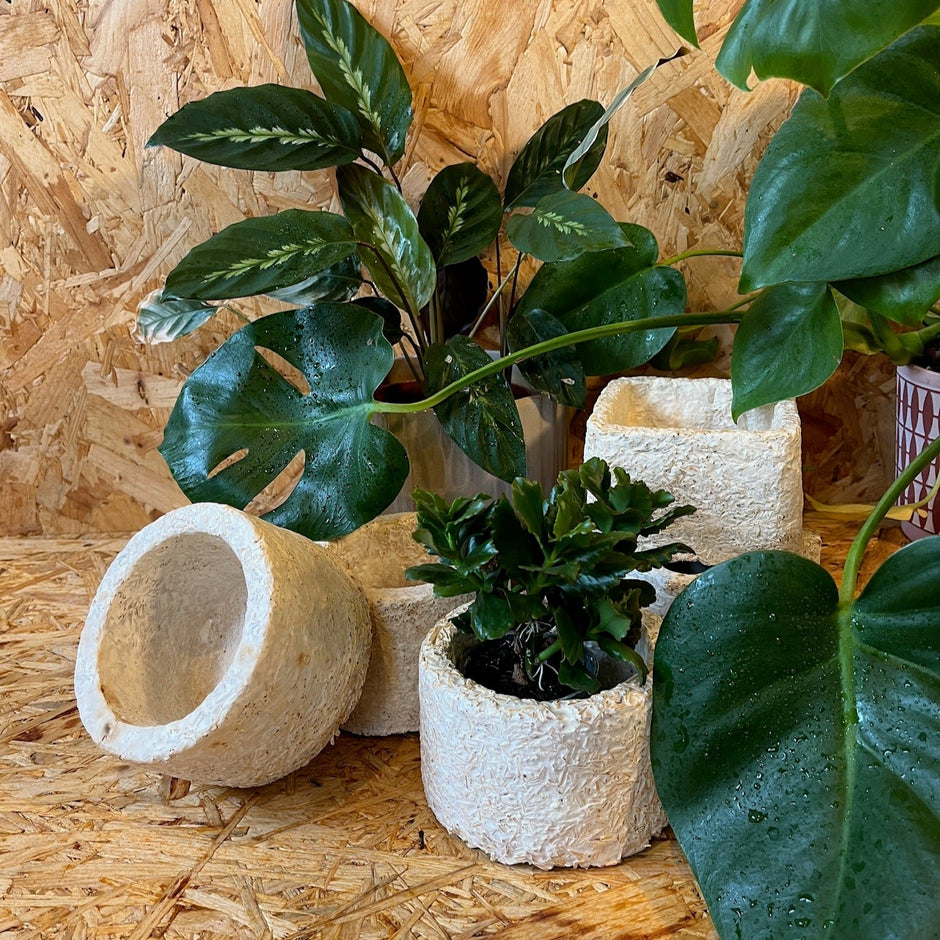 Products – ECOROOTS